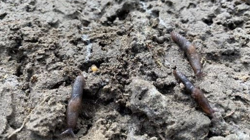 Bescherm kiemplantjes tegen slakken - Certis Belchim