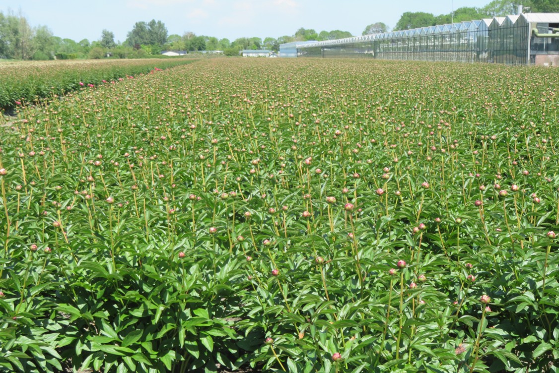 De kracht van Quickdown na het klepelen van de pioenen - Certis Belchim